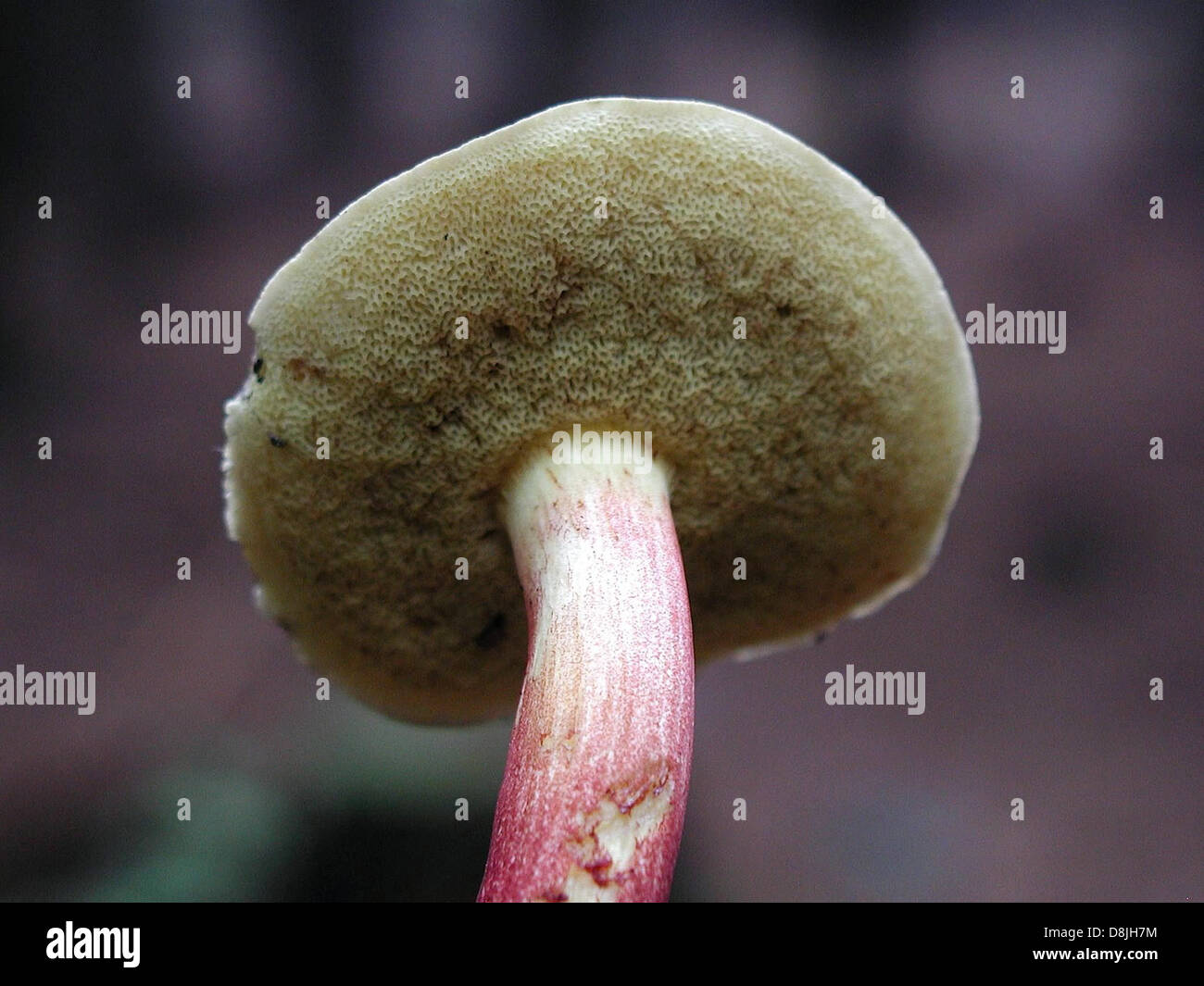 This image features a close-up of a mushroom, a type of fungi, growing ...