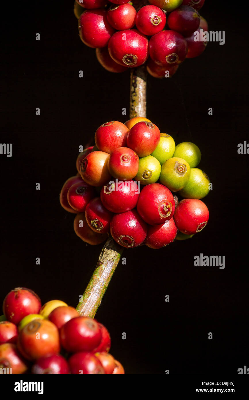 Coffee beans ripening on a tree Stock Photo - Alamy
