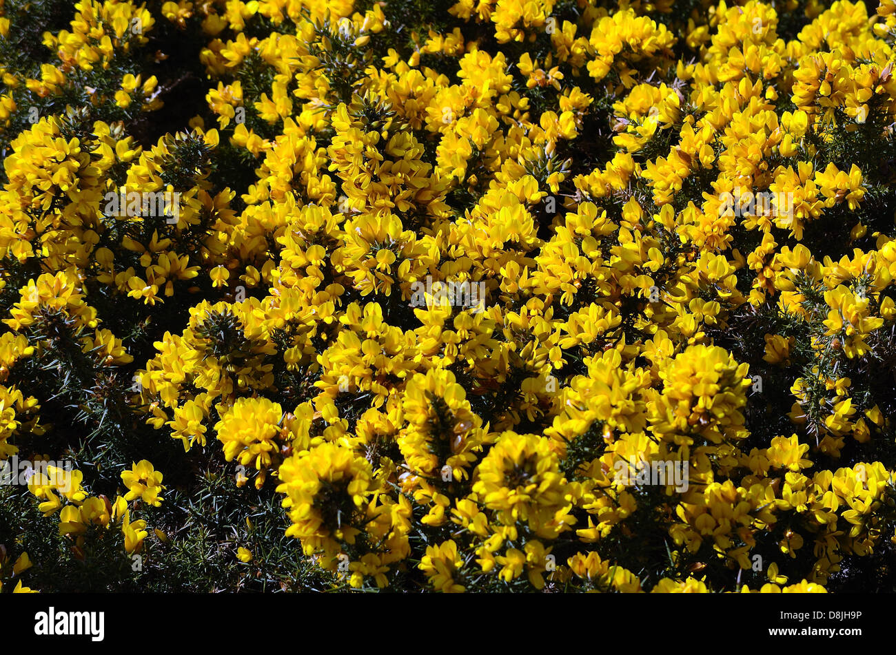 Whin bush hi-res stock photography and images - Alamy