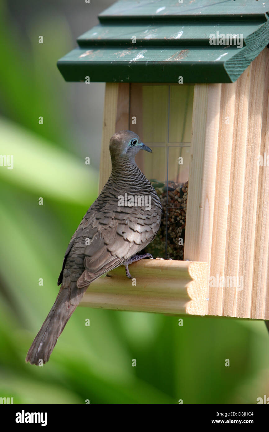 Zebra Dove (Geopelia striata) Hawaiian Islands USA Stock Photo - Alamy
