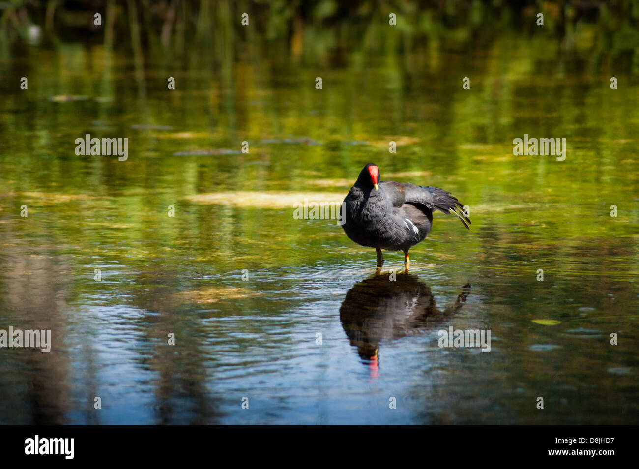 Wakulla spring hi-res stock photography and images - Alamy