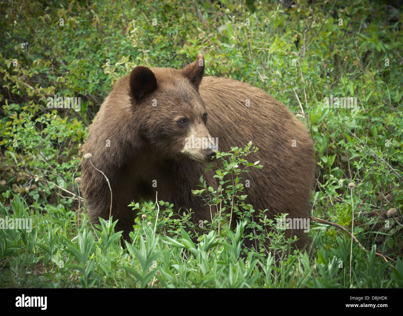 American black bear close hi-res stock photography and images - Alamy