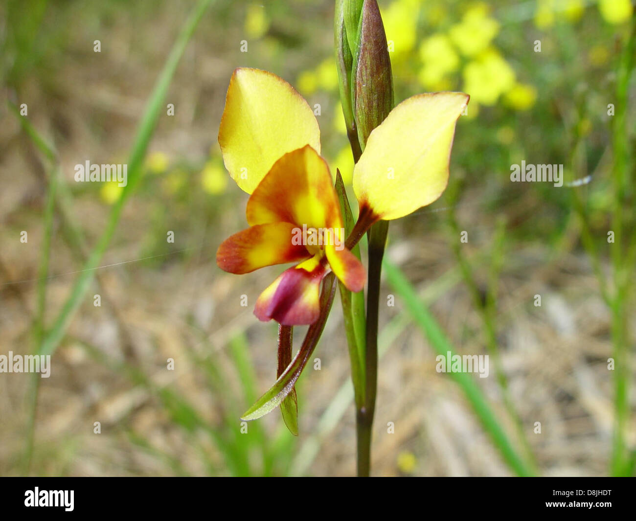Native orchid flowers bloom in their natural environment, displaying ...