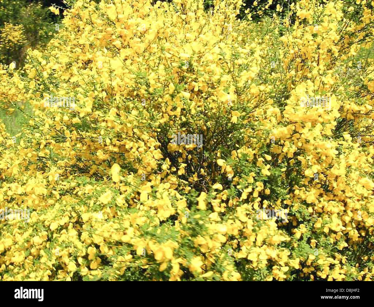 This image shows the early signs of autumn in nature, with leaves ...
