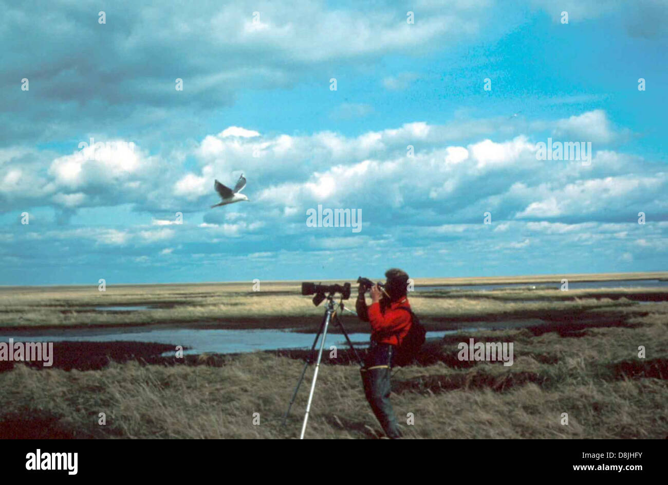 A nature photographer is seen capturing an image of an animal in the ...