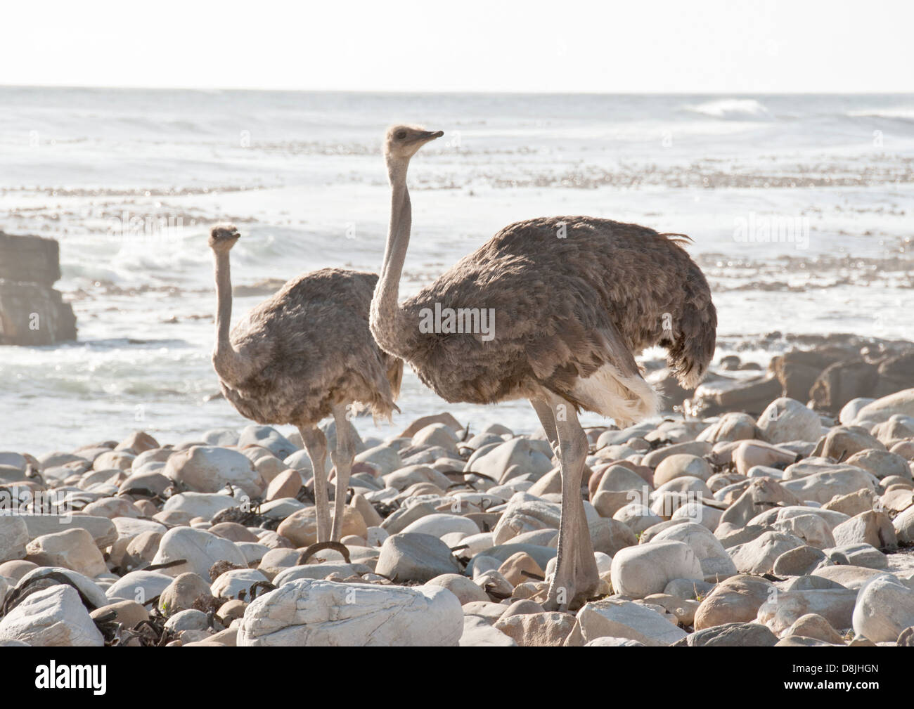 Ostrich leg hi-res stock photography and images - Alamy
