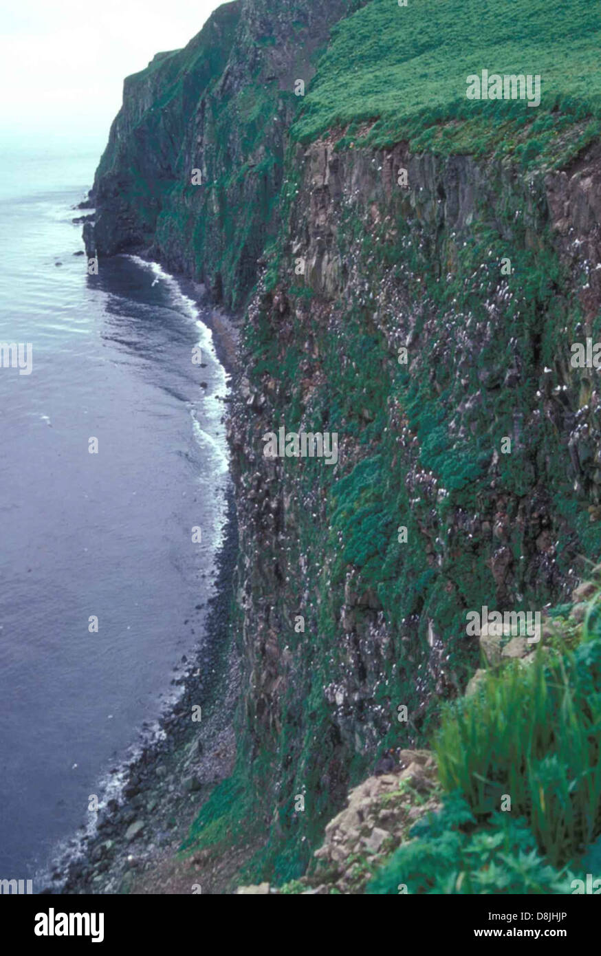This image captures nesting birds on steep cliffs, a common site in ...