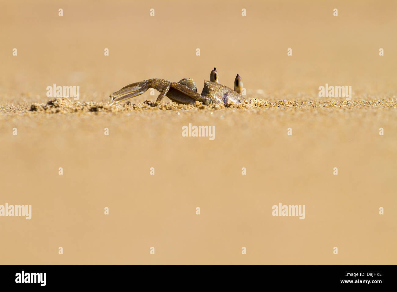 Ghost crab digging hole in the sand Stock Photo - Alamy