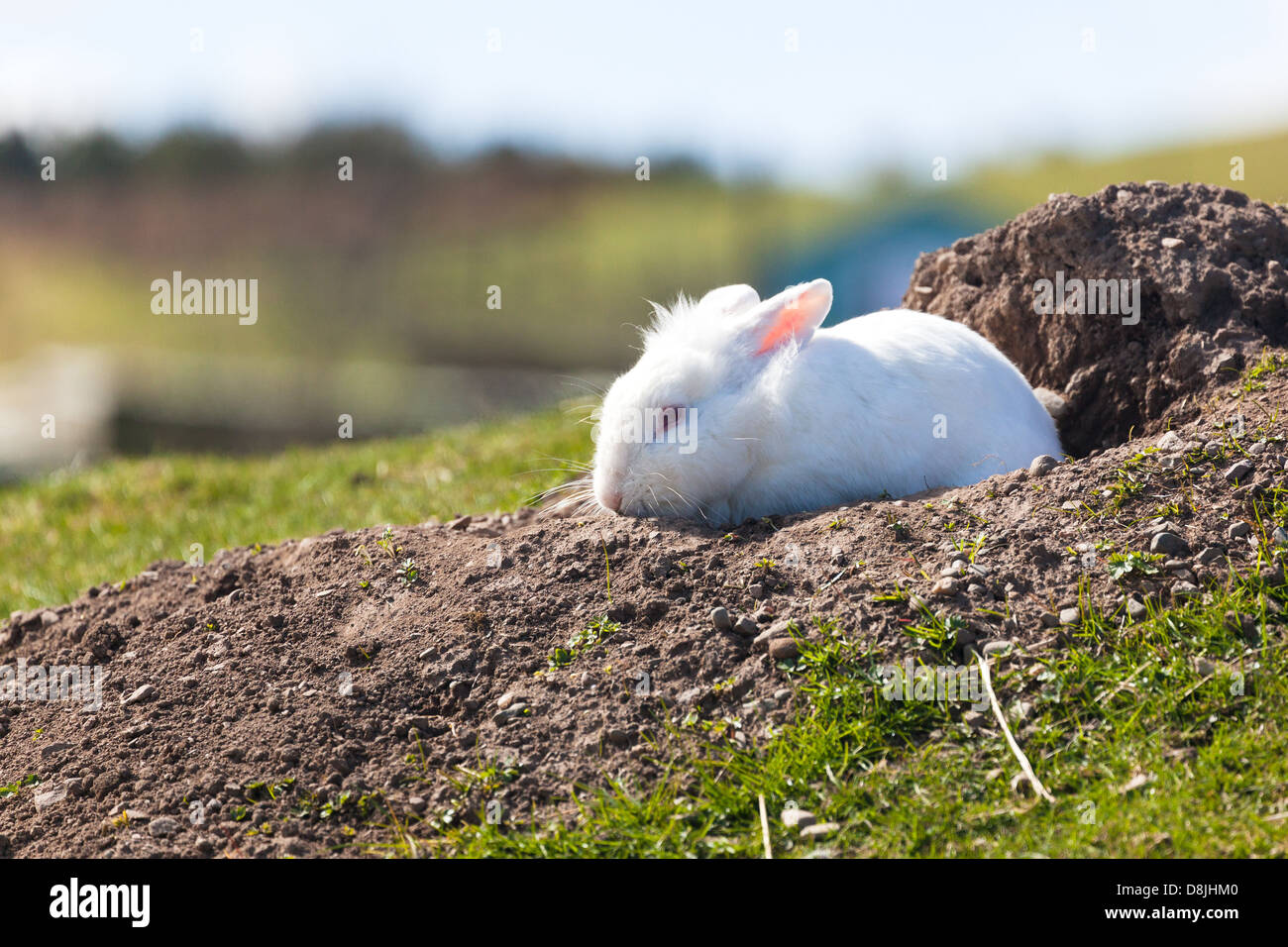 Rabbit burrow scotland hi-res stock photography and images - Alamy