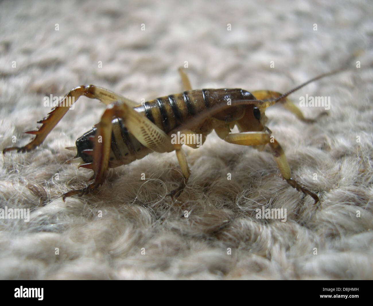 The New Zealand weta is a large, flightless insect native to the ...