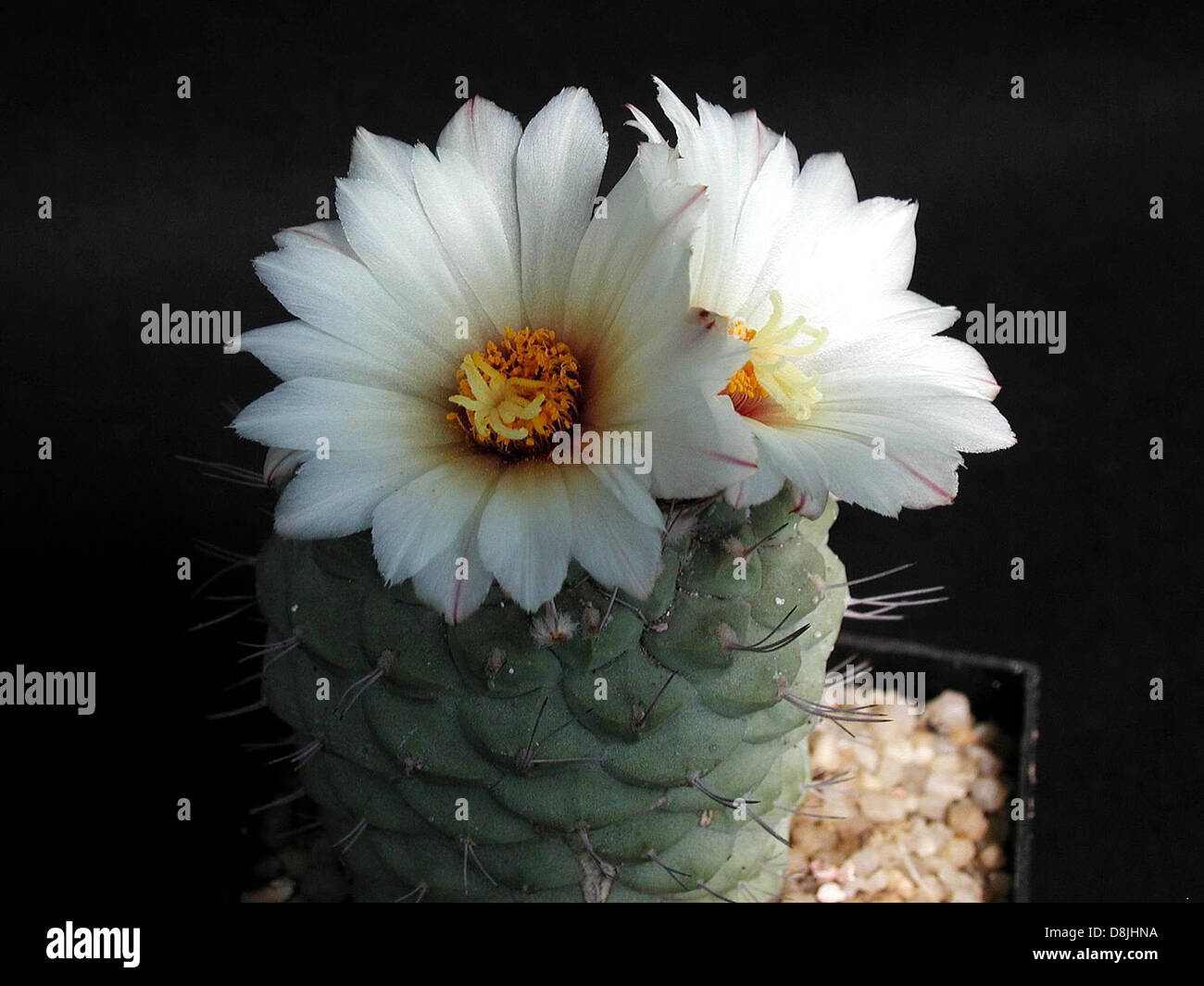 A well-maintained cactus, showcasing its unique shape and structure ...