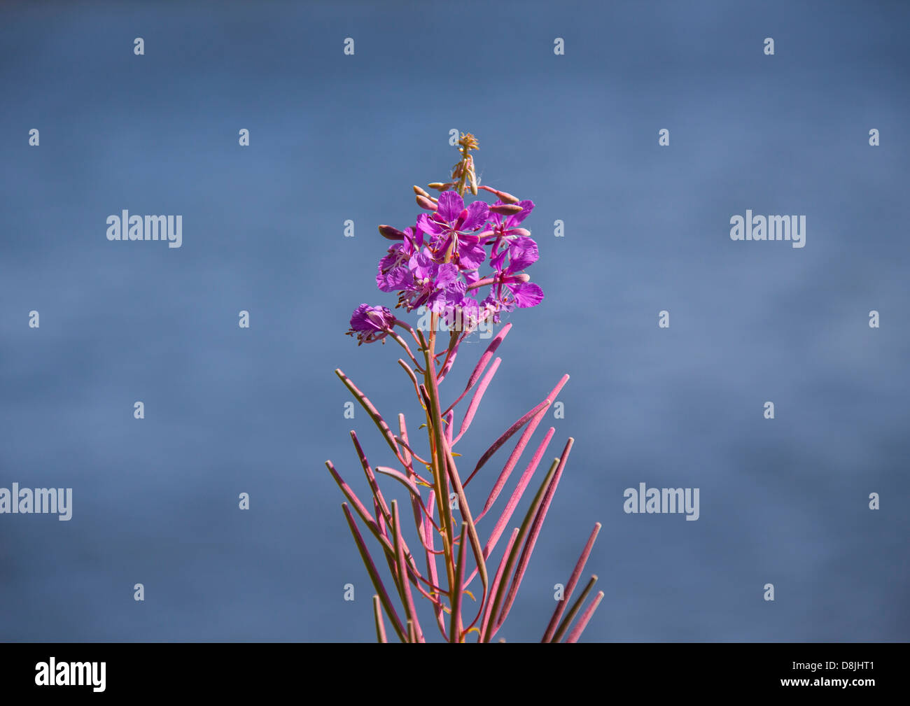 Weed orchid hi-res stock photography and images - Alamy