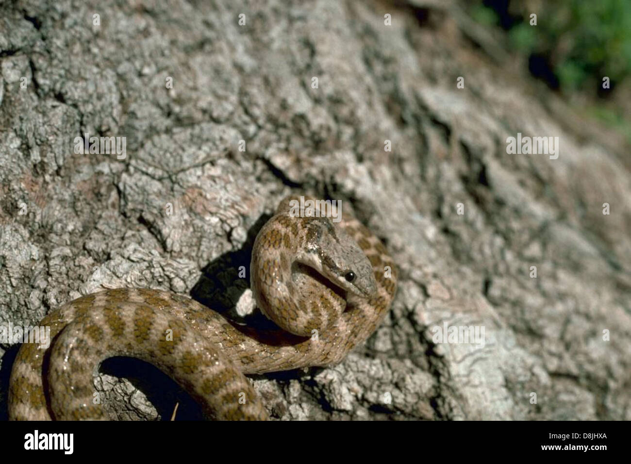 A close-up image of a night snake, native to New Mexico, photographed ...