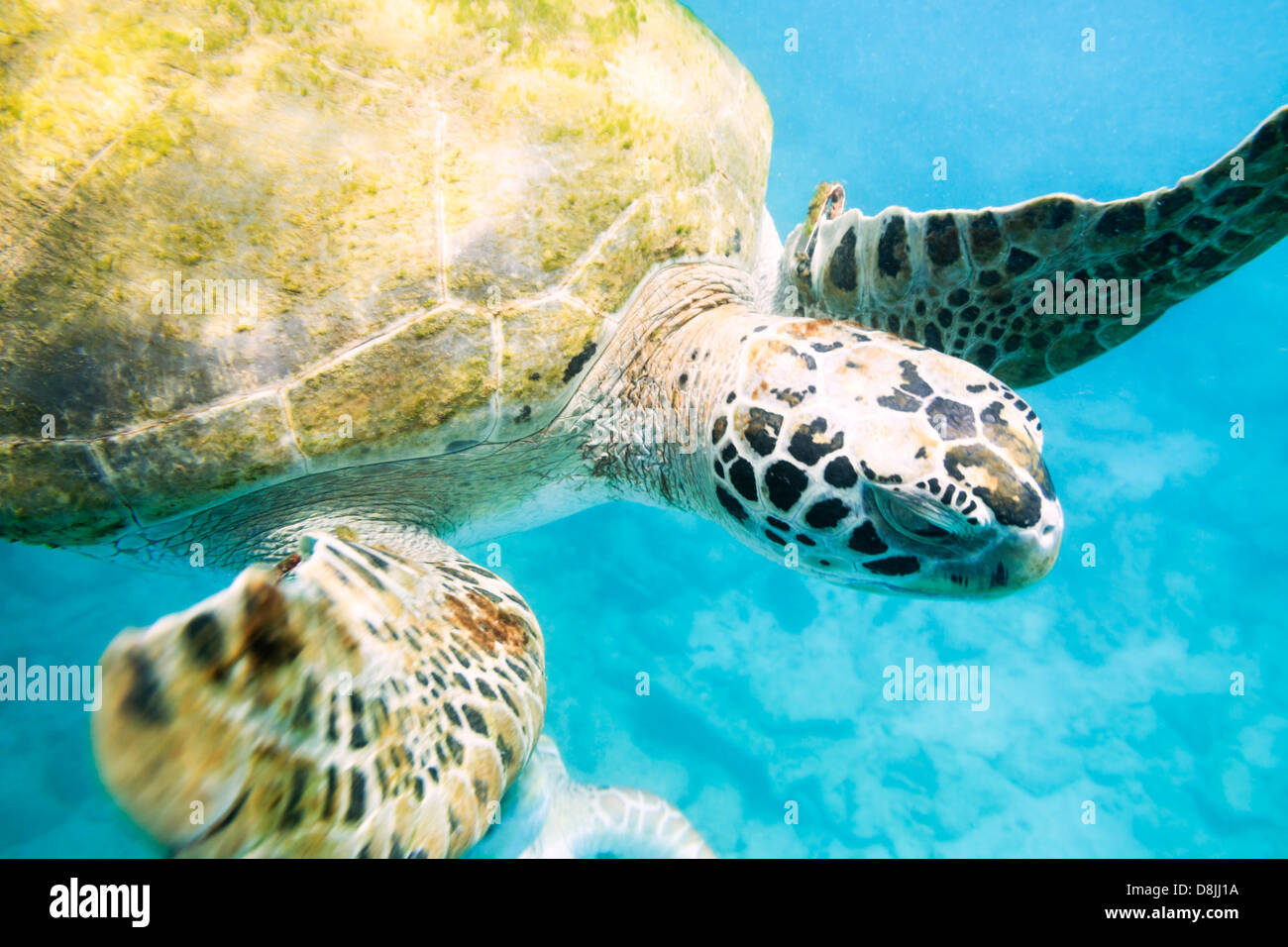 Sea turtle underwater in the Caribbean Stock Photo - Alamy