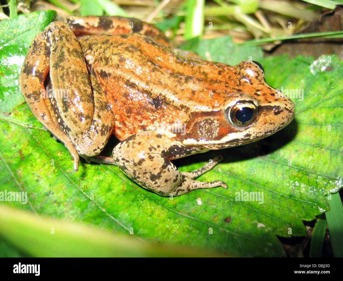 A close-up shot of the Northern red-legged frog (Rana aurora), an ...