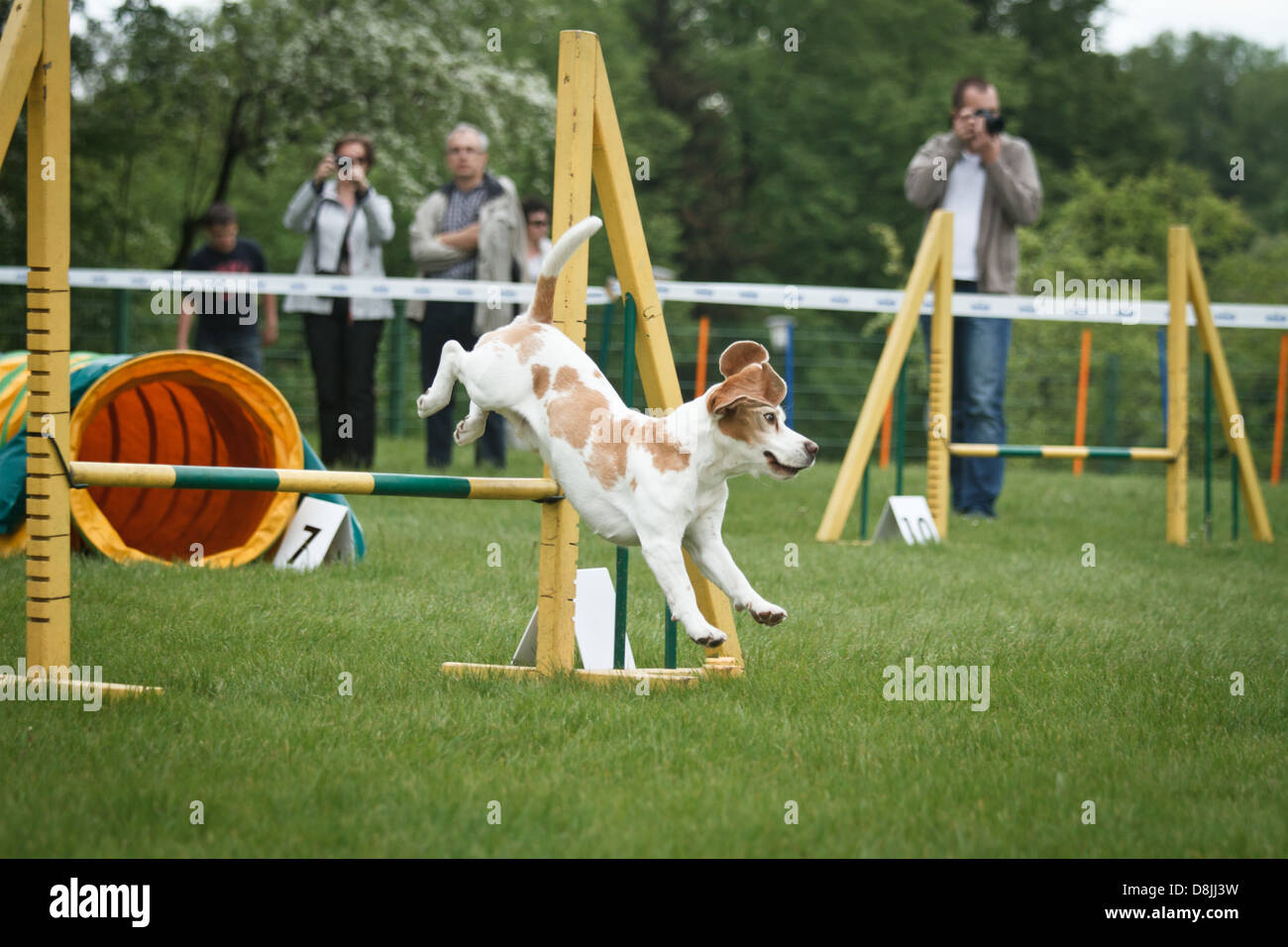 Beagle in agility competition Stock Photo - Alamy