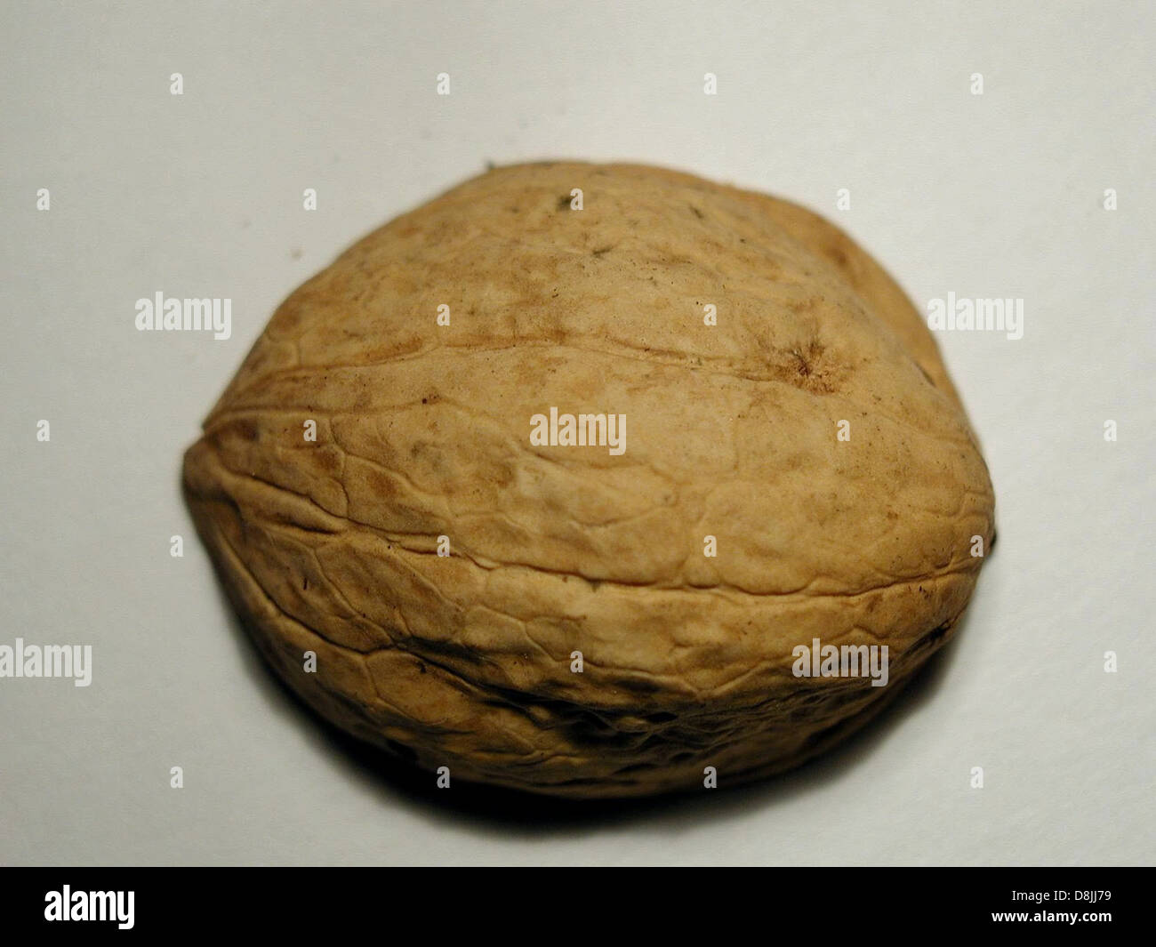 A close-up image of a nut fruit, showcasing its hard shell and edible ...
