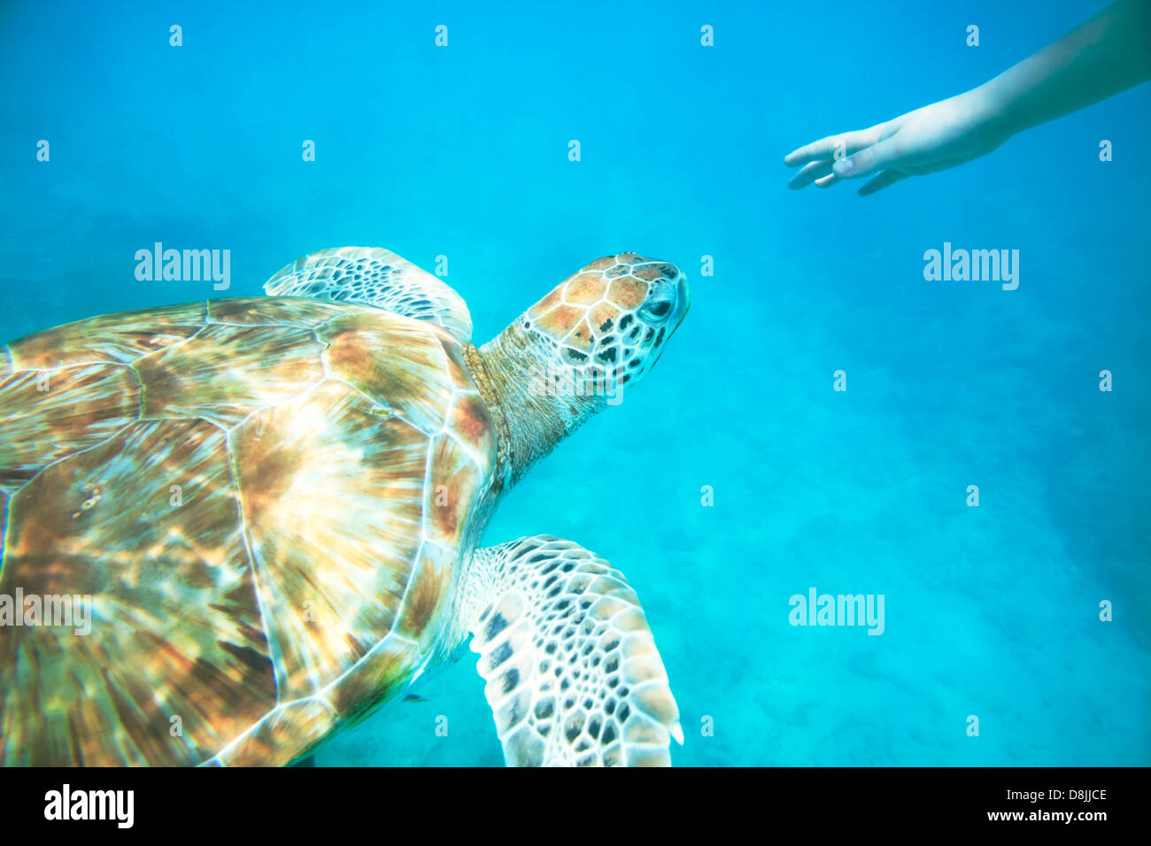 Hand reaching up underwater hi-res stock photography and images - Alamy