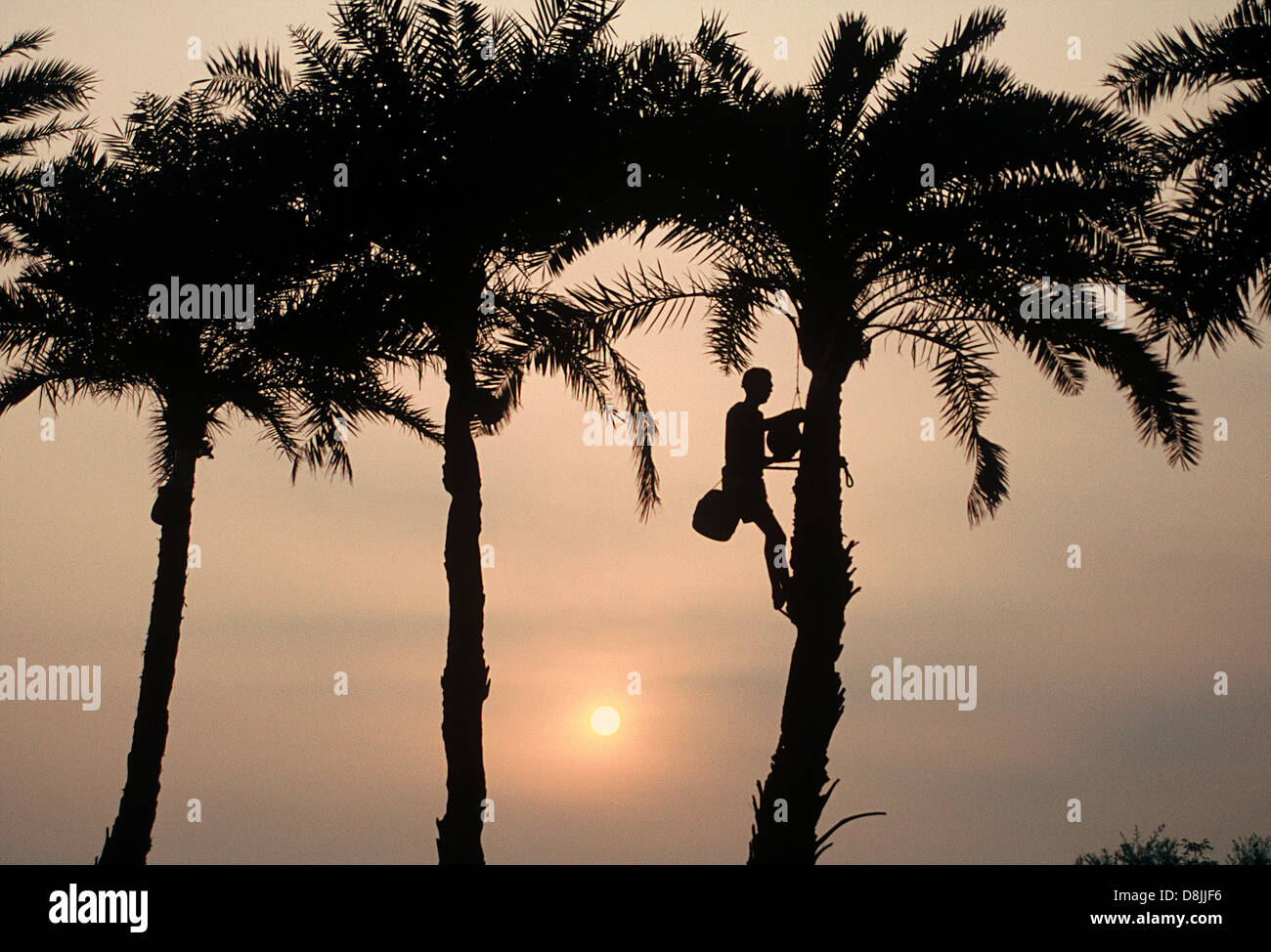 A man is in a tree to collect palm sap. Palm sap is used to prepare ...