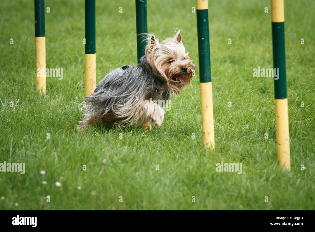 Yorkshire terrier in agility competition Stock Photo - Alamy