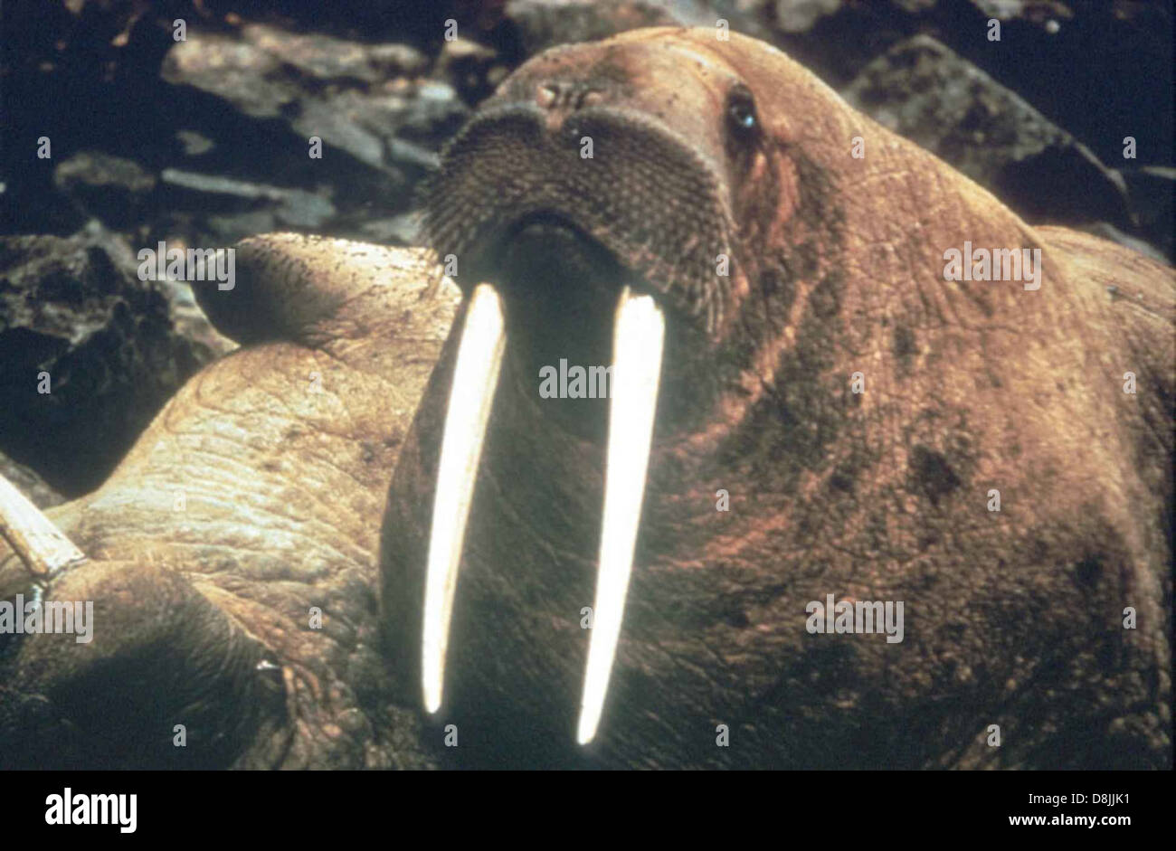 The male walrus (Odobenus rosmarus) head features distinct large tusks and whiskers, which are ...