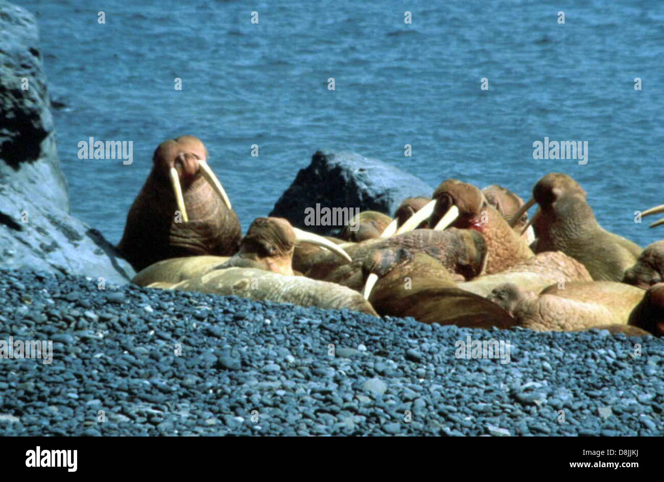 This image shows a group of walruses, Odobenus rosmarus, resting on a ...