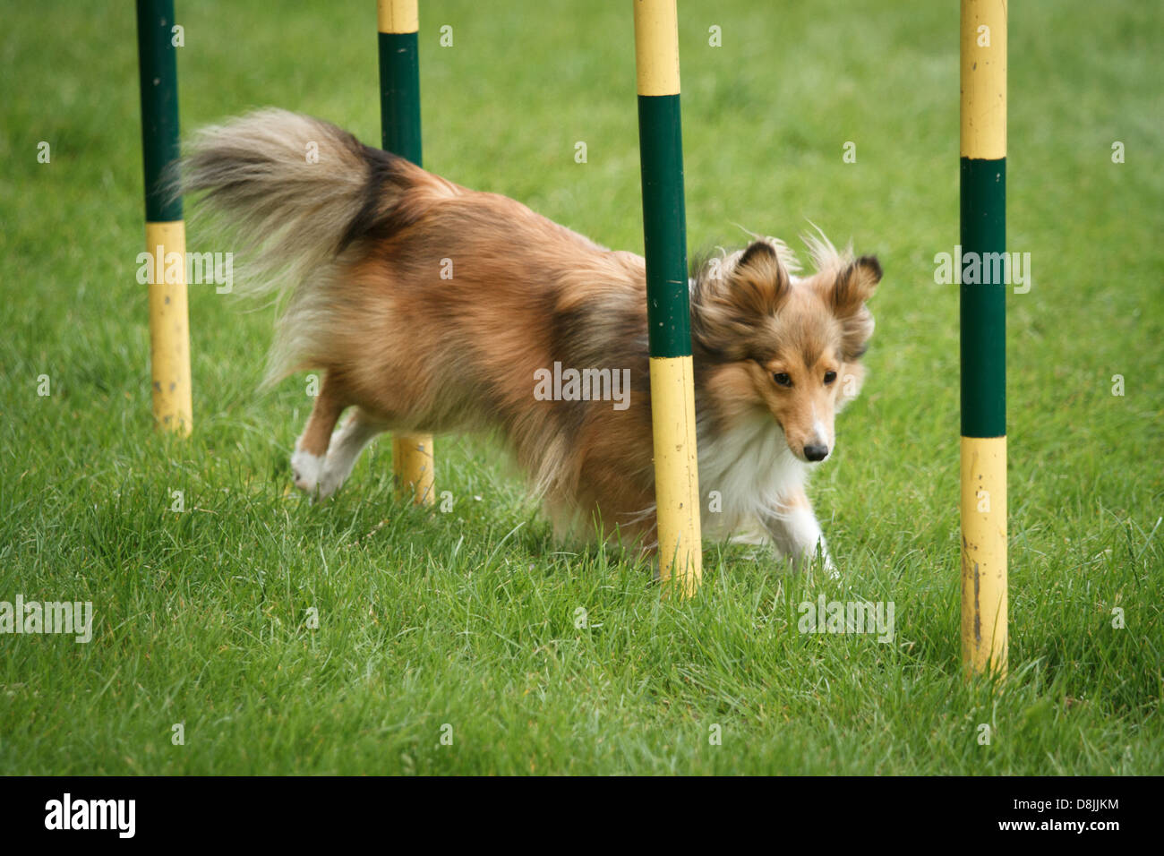 Scottish collie in agility competition Stock Photo - Alamy