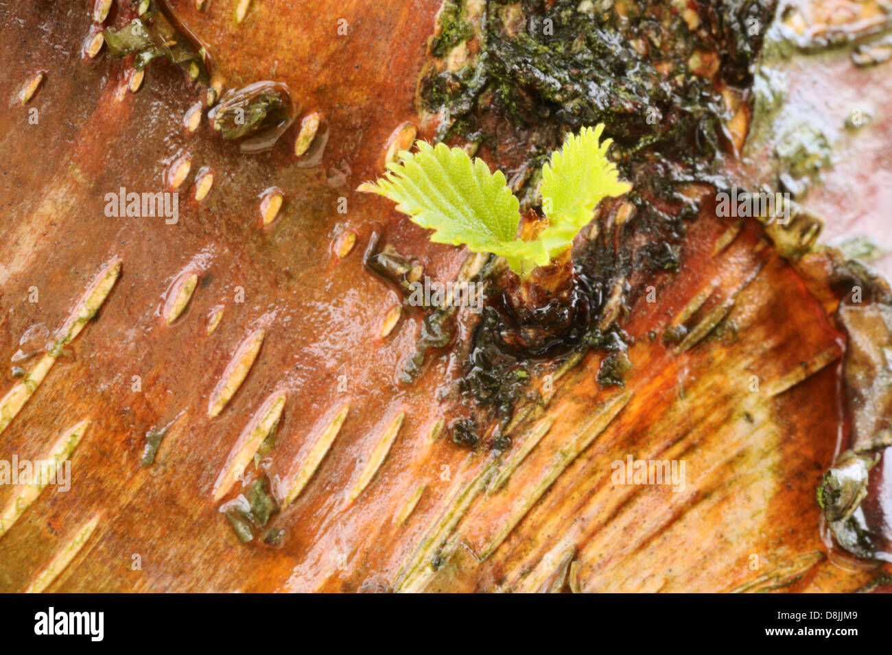 Birch flower hi-res stock photography and images - Alamy