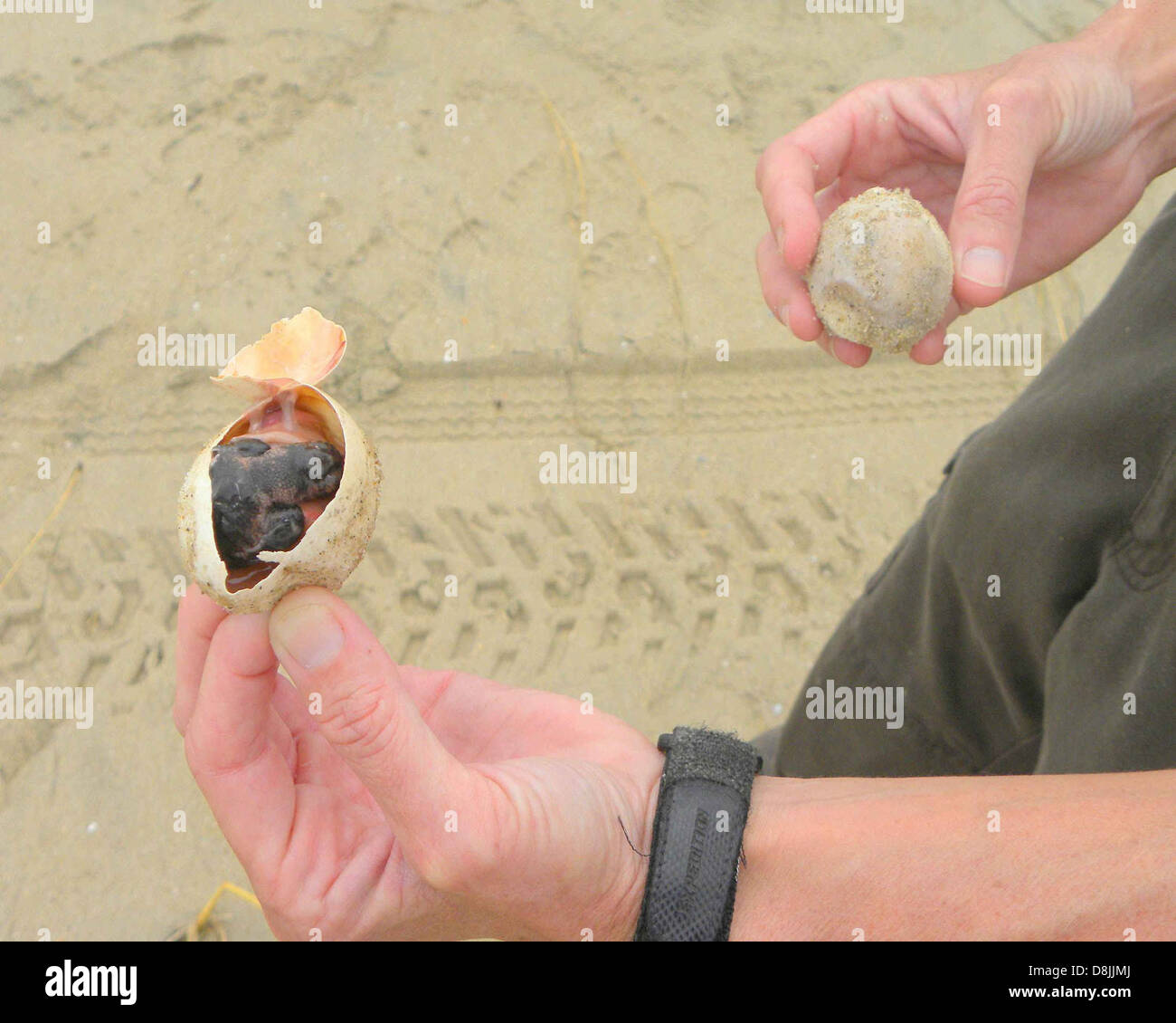 The image shows an embryo of an Oggerhead sea turtle within its egg ...