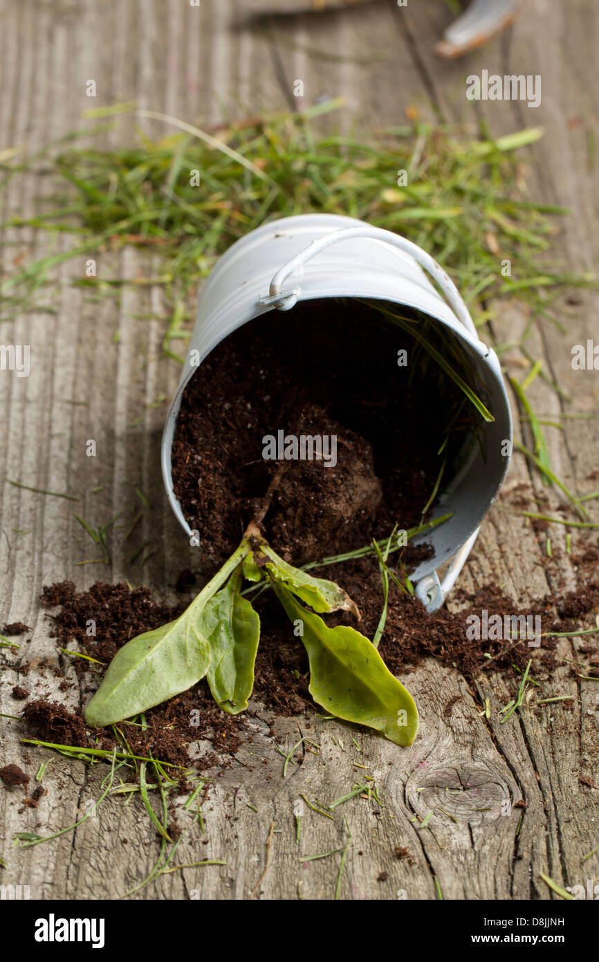 Young seedling growing in a soil from metal pail Stock Photo - Alamy