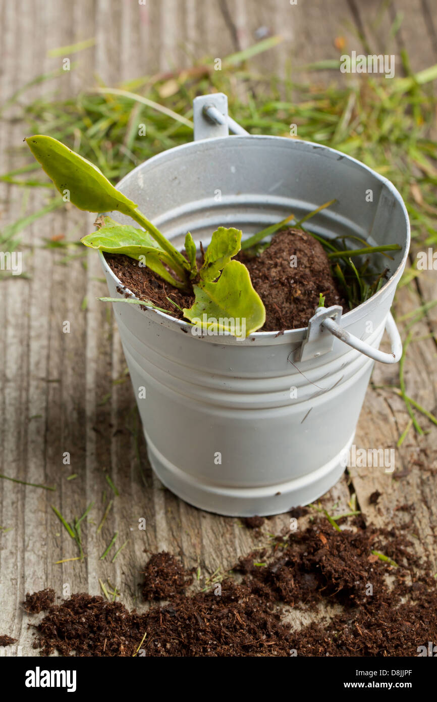 Young seedling growing in a soil in white metal pail Stock Photo - Alamy