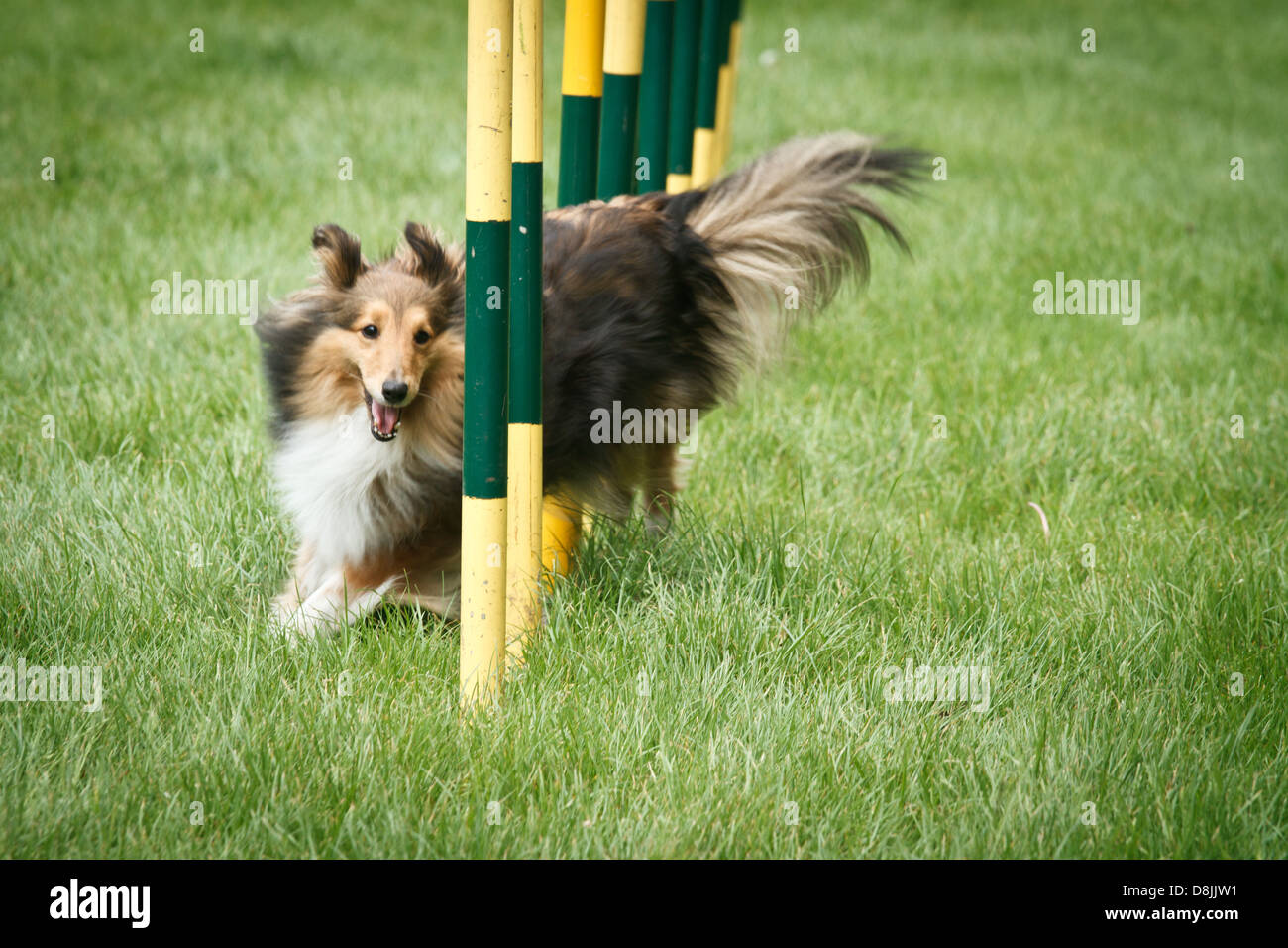 Scottish collie in agility competition Stock Photo - Alamy