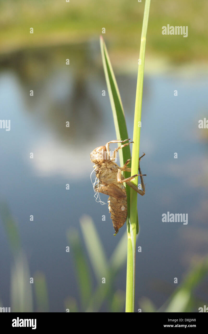 Dragonfly larvae skin hi-res stock photography and images - Alamy