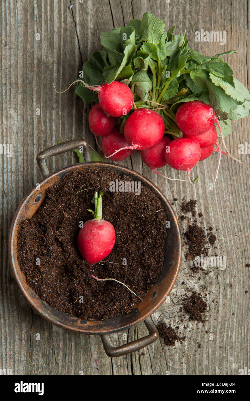Top view on bunch of fresh radishes and radish in ground on old wooden ...