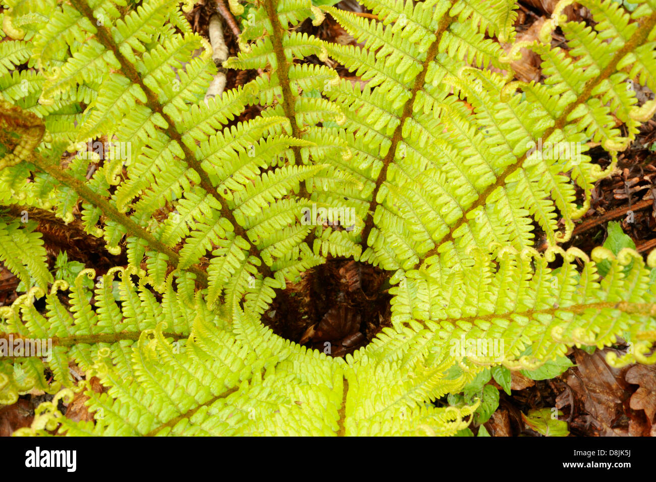 Bracken pattern hi-res stock photography and images - Alamy