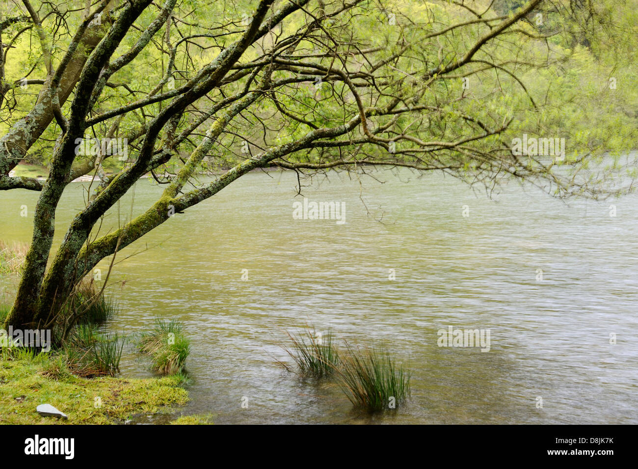 Trees on the south side of Grasmere overhang the lake Stock Photo - Alamy