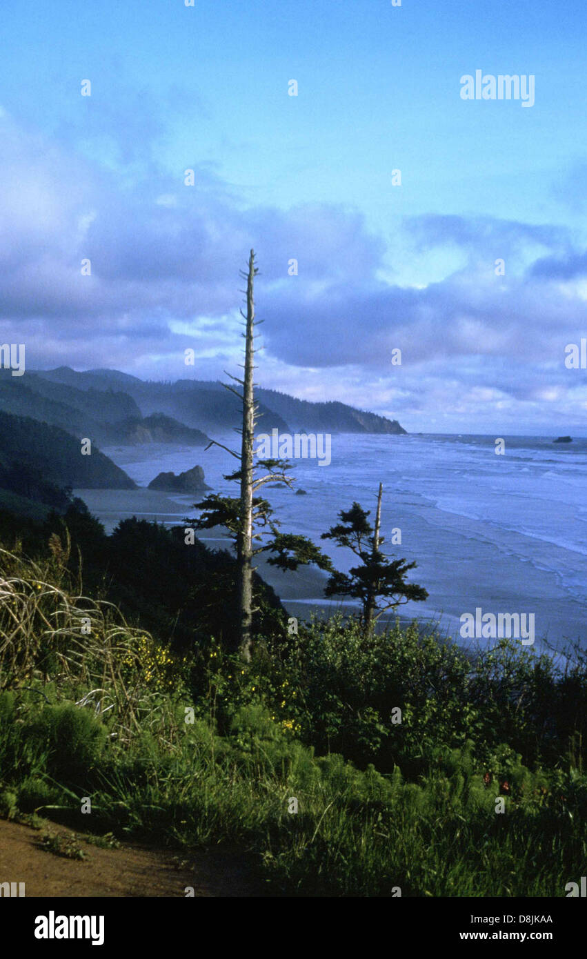 Old dry conifer tree Stock Photo - Alamy