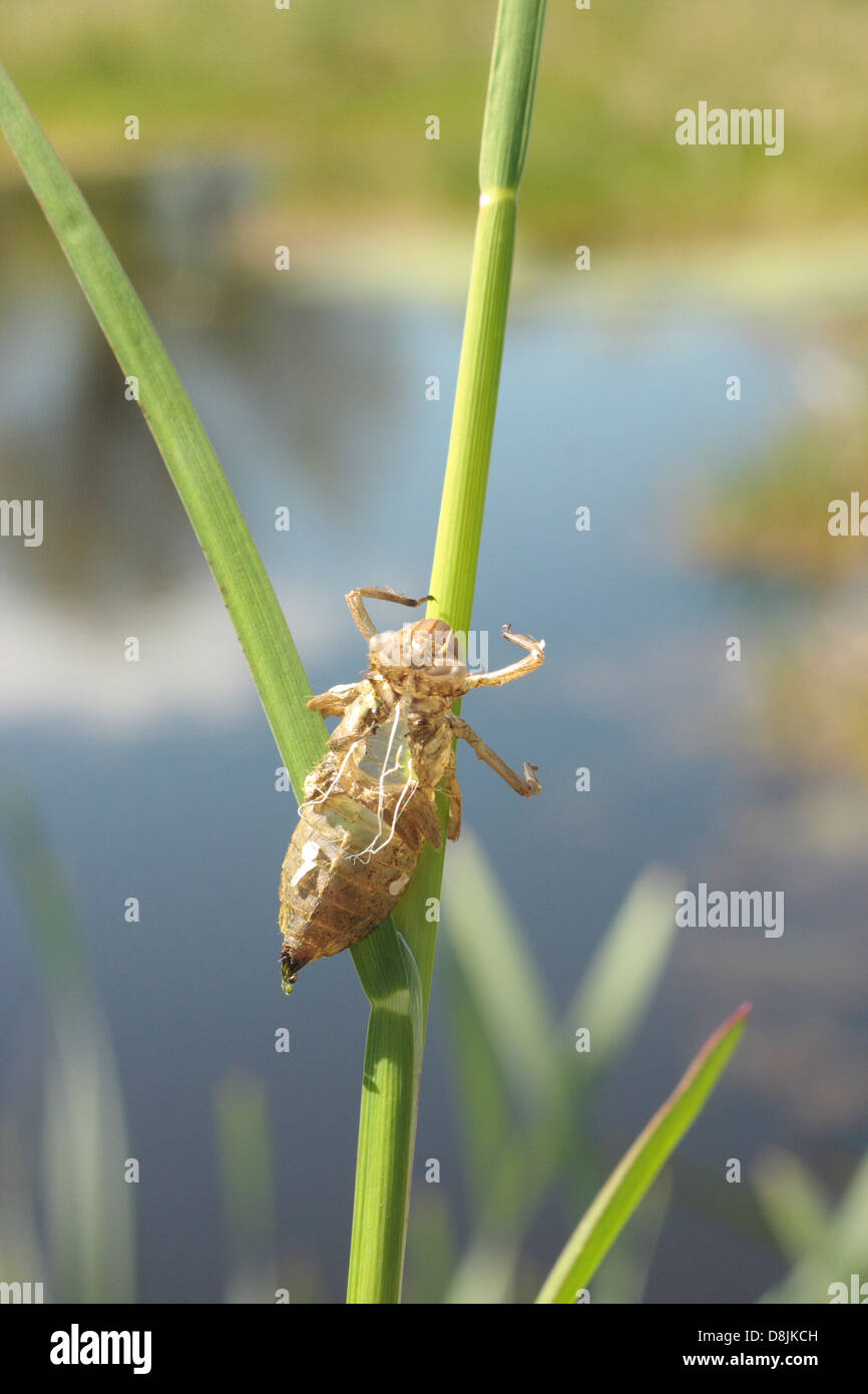 Dragonfly nymph hi-res stock photography and images - Alamy