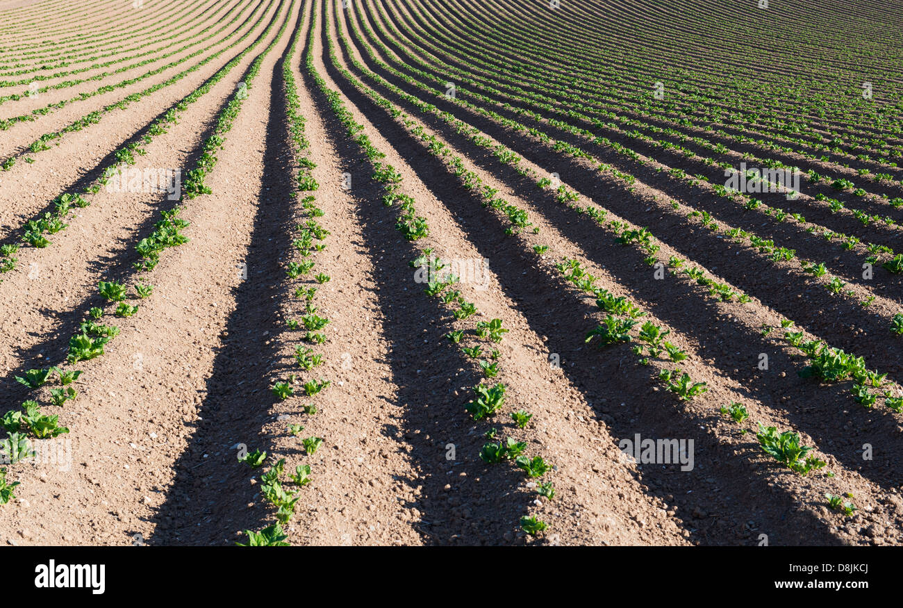 Ridge and furrow hi-res stock photography and images - Alamy