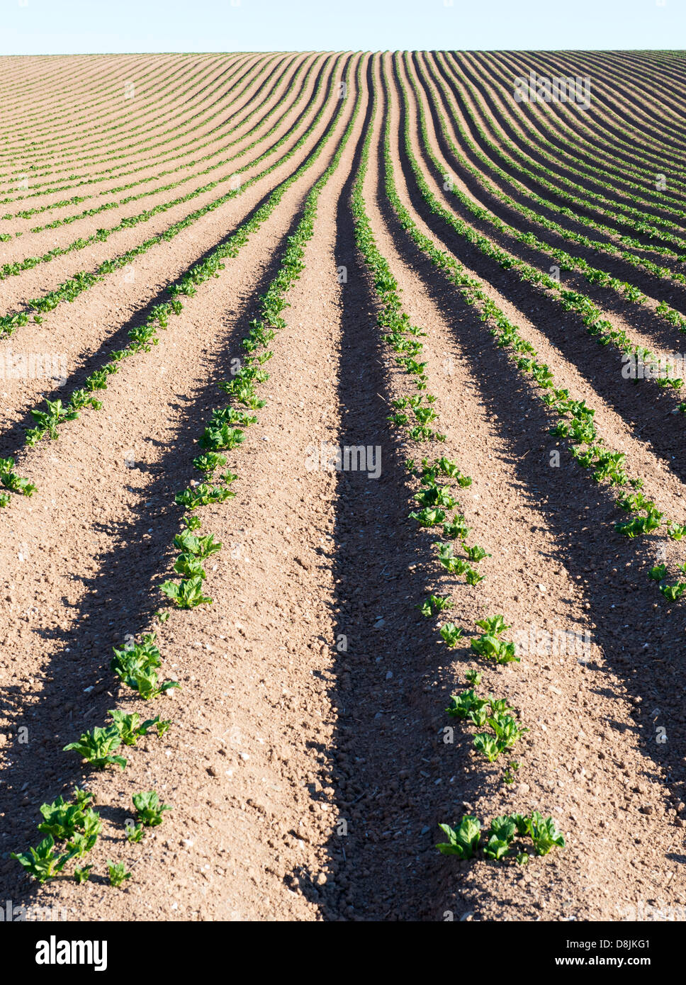 Ridge And Furrow Stock Photos & Ridge And Furrow Stock Images - Alamy
