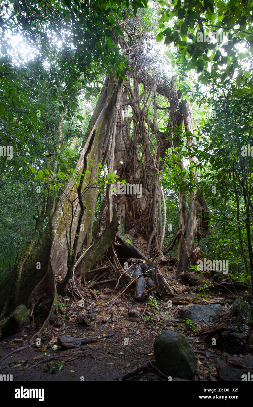 Buttress Roots, Fig Tree, Rincon de la Vieja National Park, Costa Rica ...