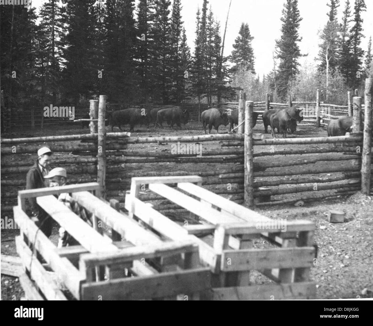 This historical photo depicts a bison transplanting operation ...
