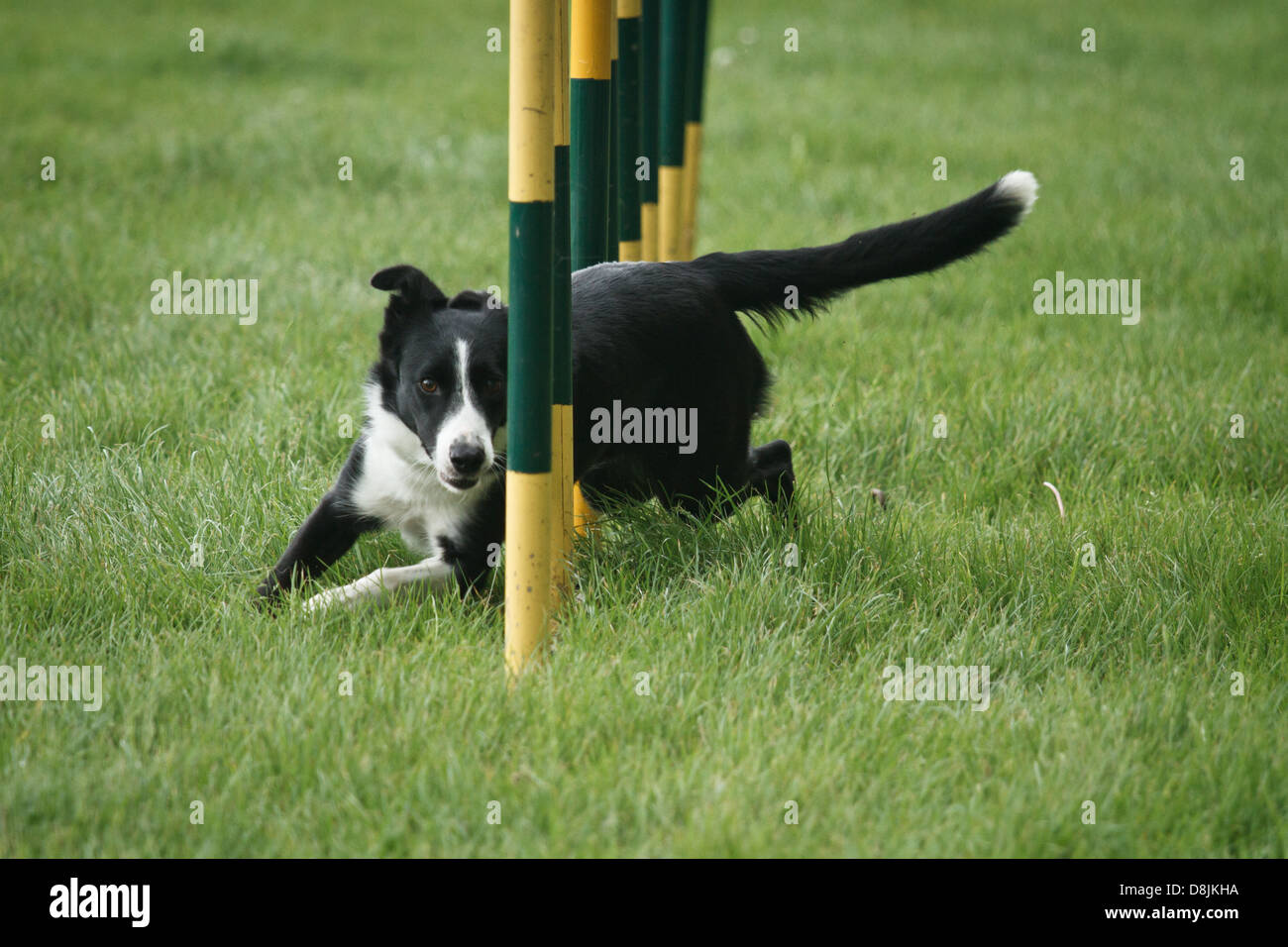 Border Collie in agility competition Stock Photo - Alamy