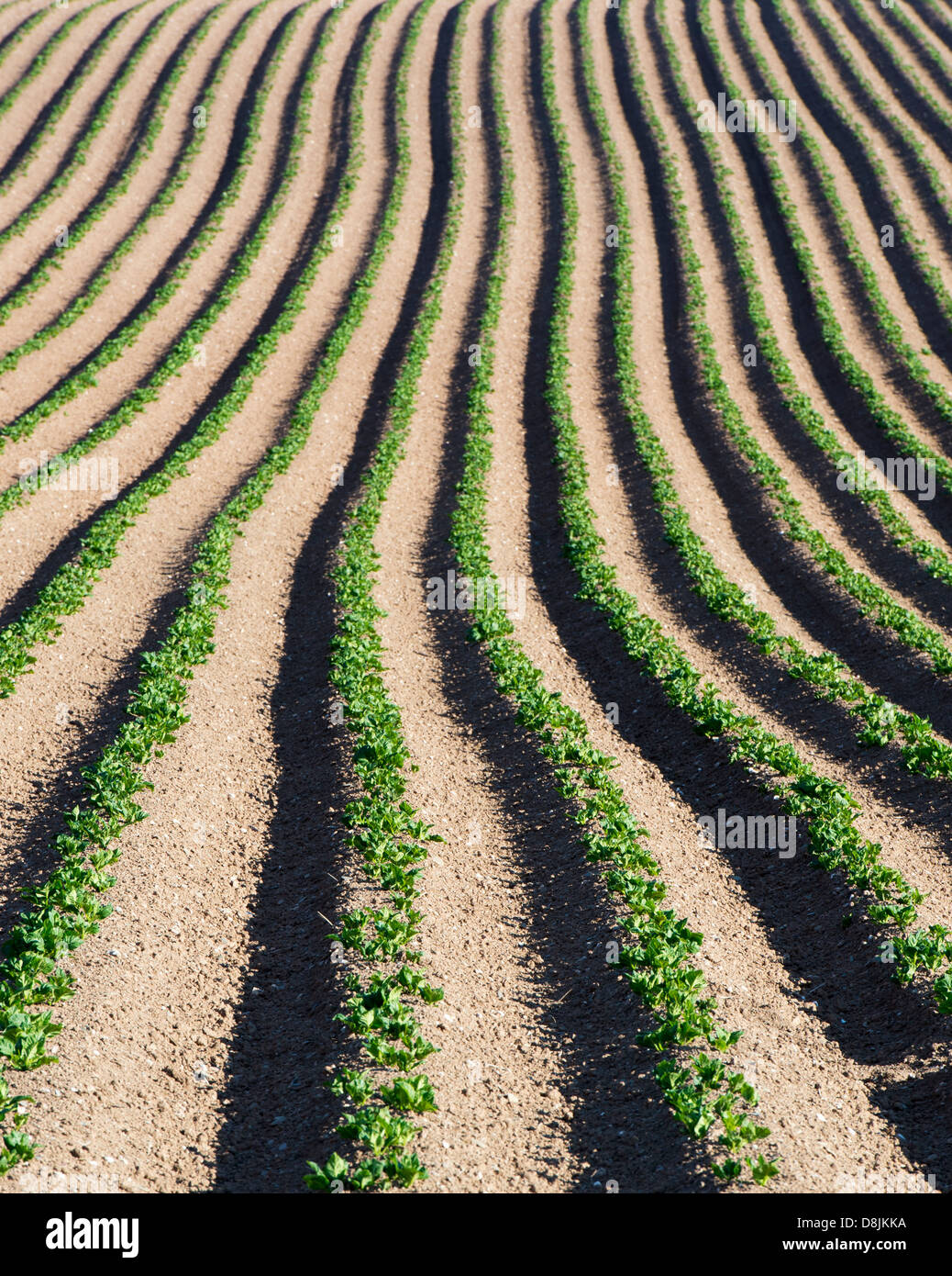 Field pattern hi-res stock photography and images - Alamy