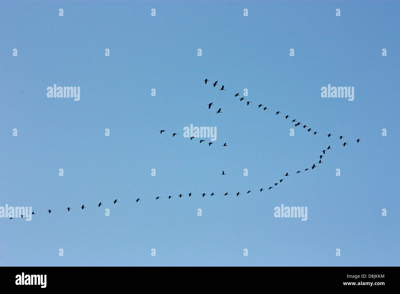 Migrating cranes grus hi-res stock photography and images - Alamy