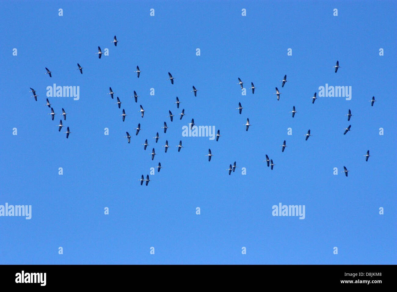 Migrating cranes grus hi-res stock photography and images - Alamy