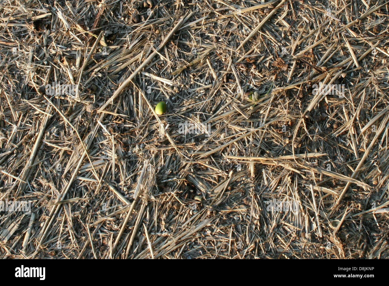 An image showing an area with old straw haulm, a type of leftover plant ...