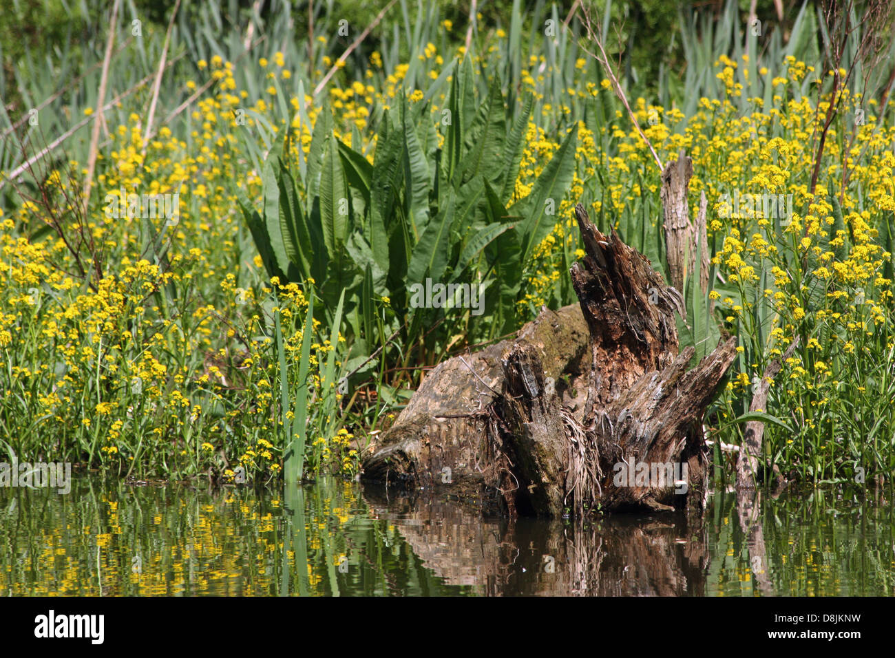 Spring pond flowers hi-res stock photography and images - Alamy