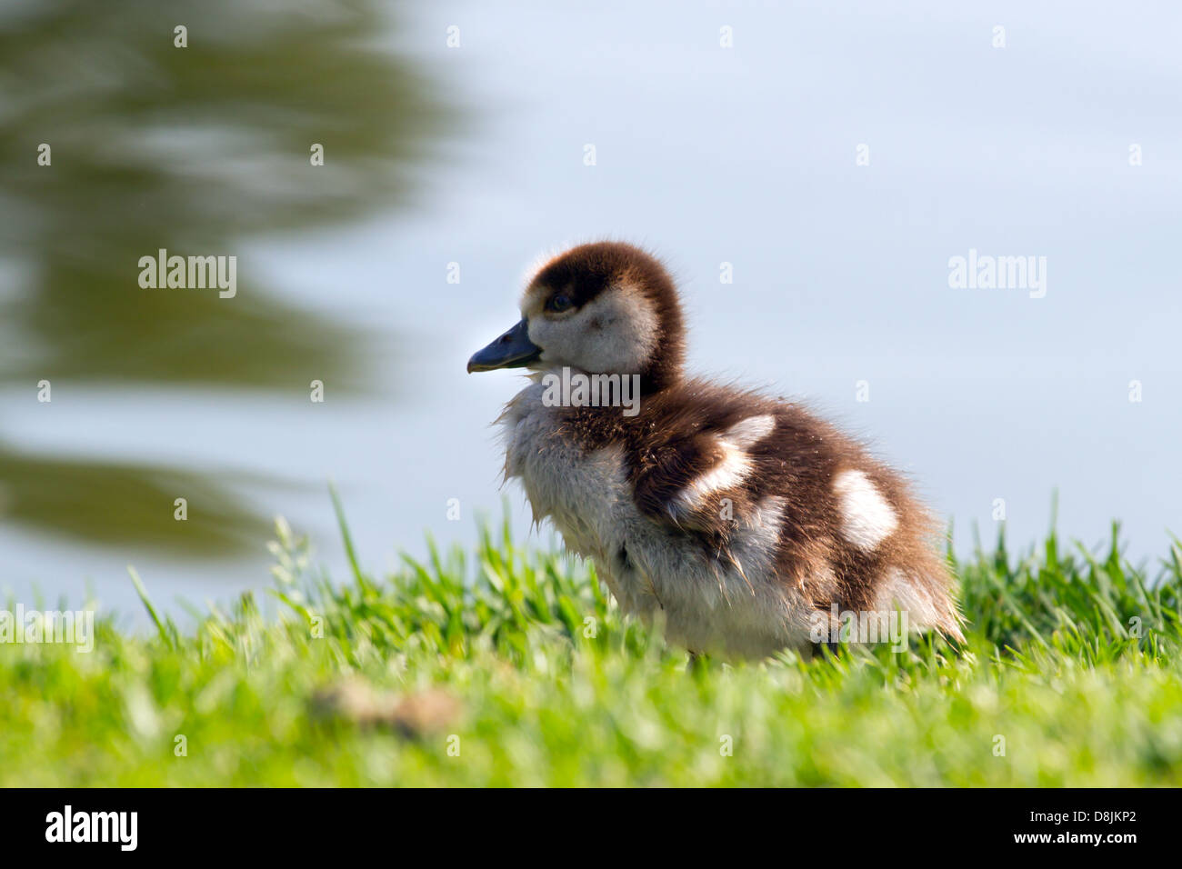 Duckling image hi-res stock photography and images - Alamy