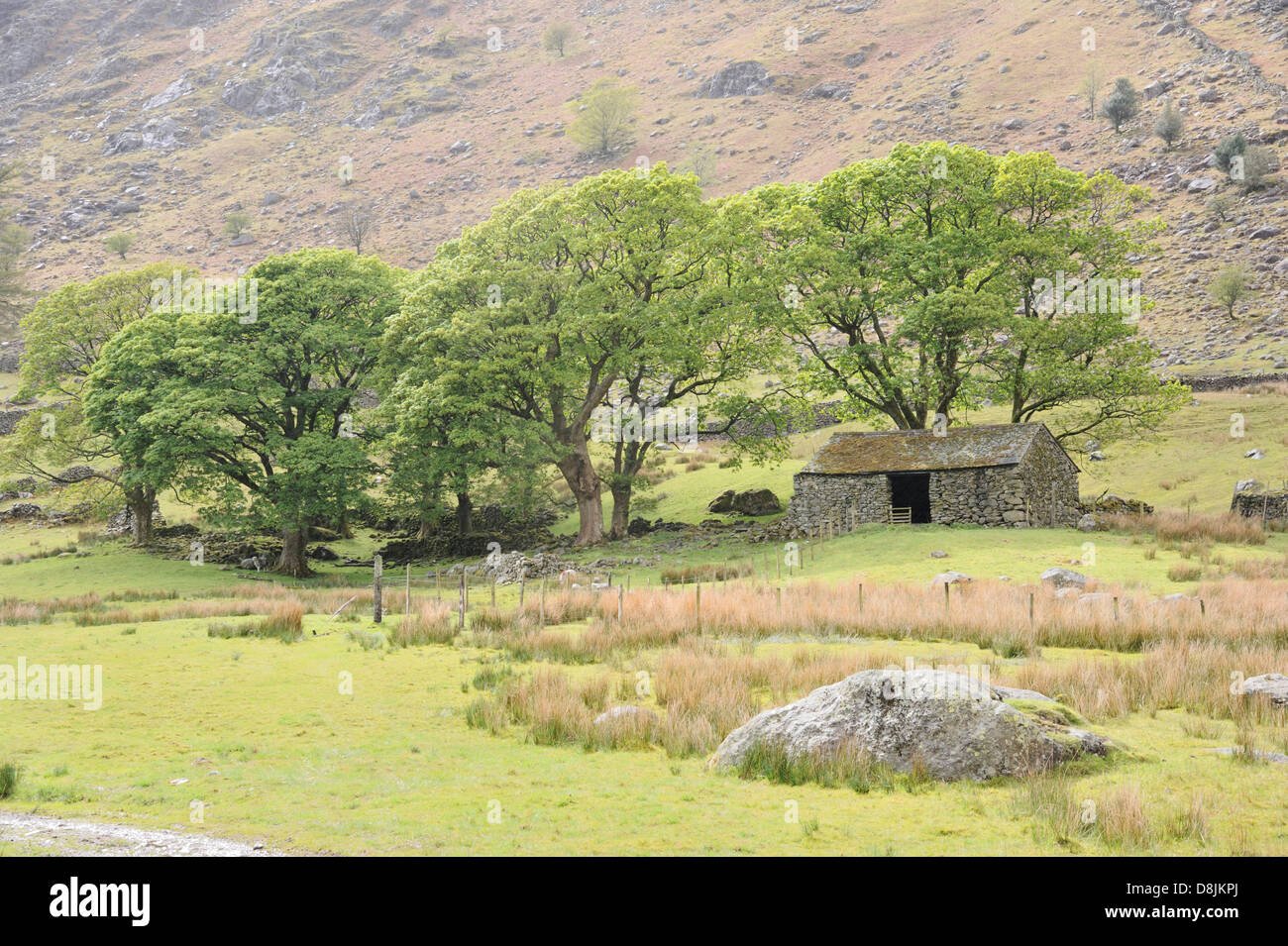 Stone barn and trees on Wythburn Fells near Thirlmere Lake District ...